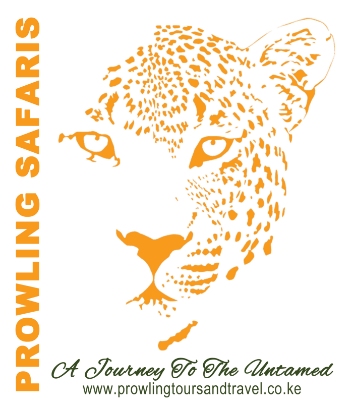Prowling Tours and Travel – A Journey to the Untamed